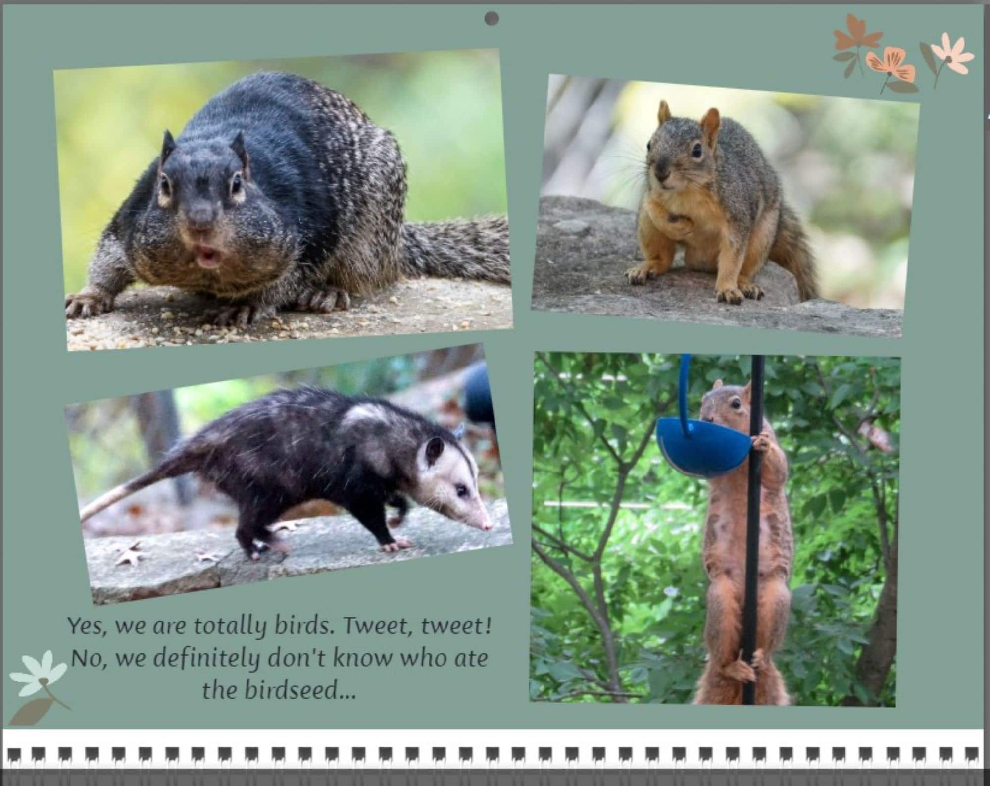 Mediocre Photos of Goofy Birds 2024 Calendar - Etsy