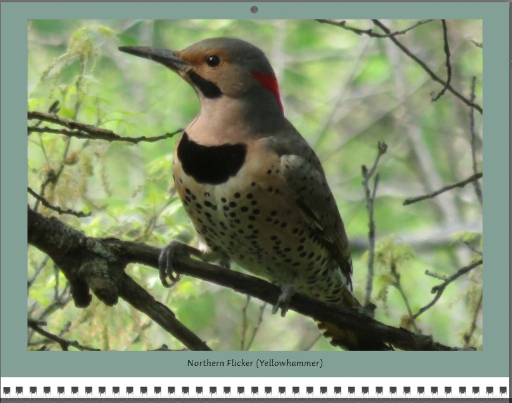 Mediocre Photos of Goofy Birds 2024 Calendar - Etsy