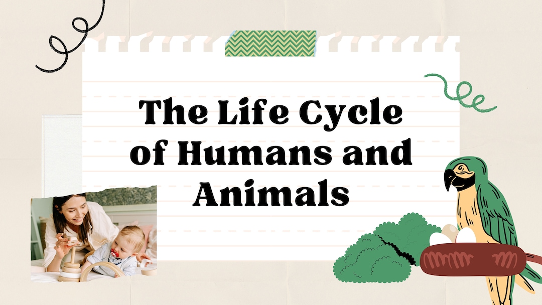 Life Cycles of Humans and Animals Presentation - Etsy