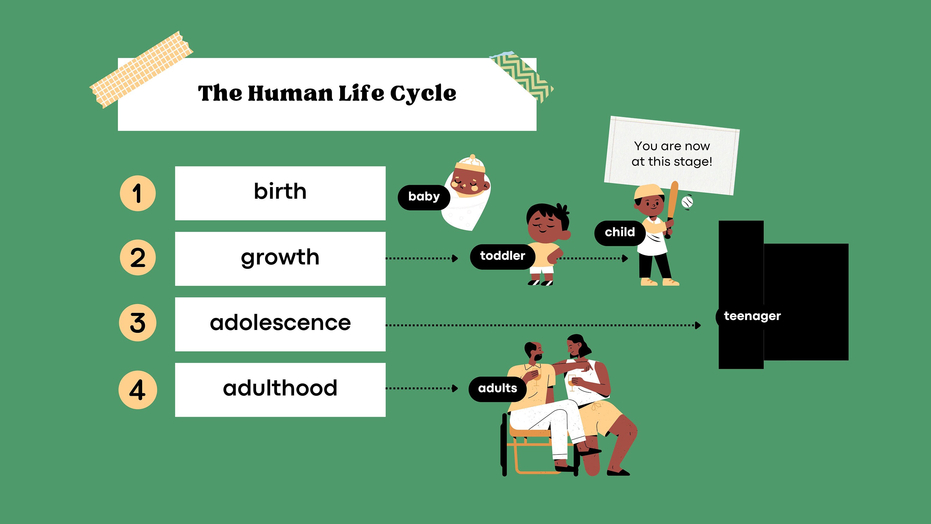 Life Cycles of Humans and Animals Presentation - Etsy
