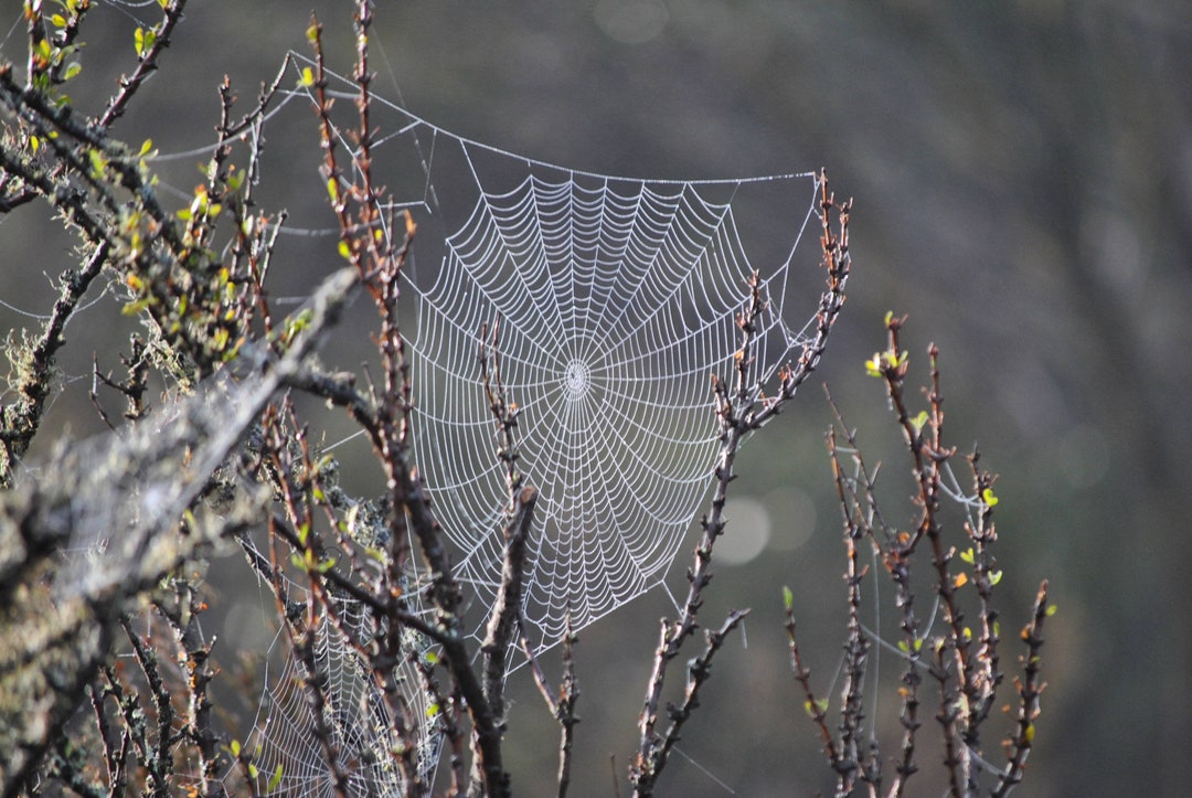 Spider Web - Etsy