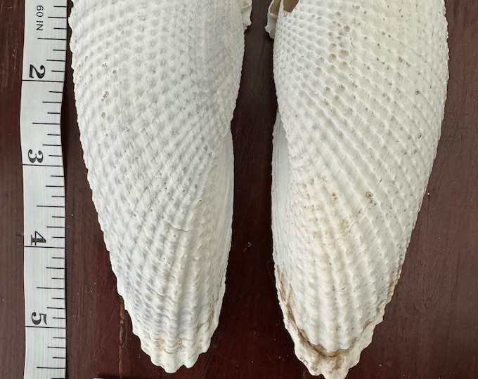 RARE Angel Wing Seashells Pair - Etsy