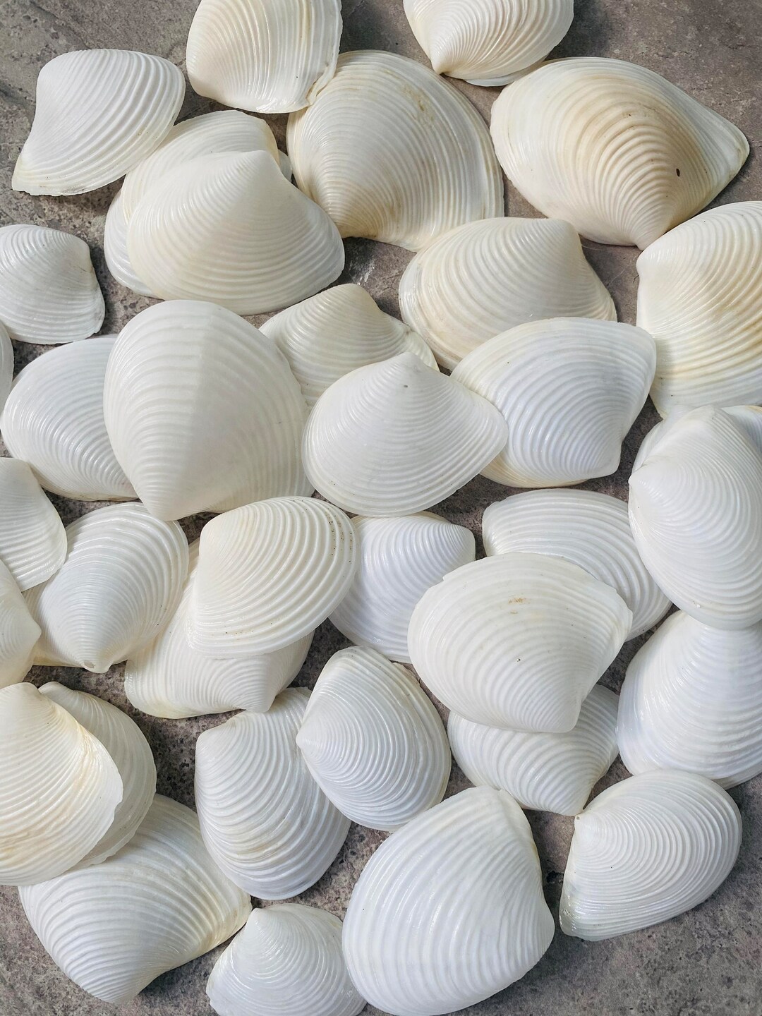 Seashells Channeled Duck Clam - Etsy