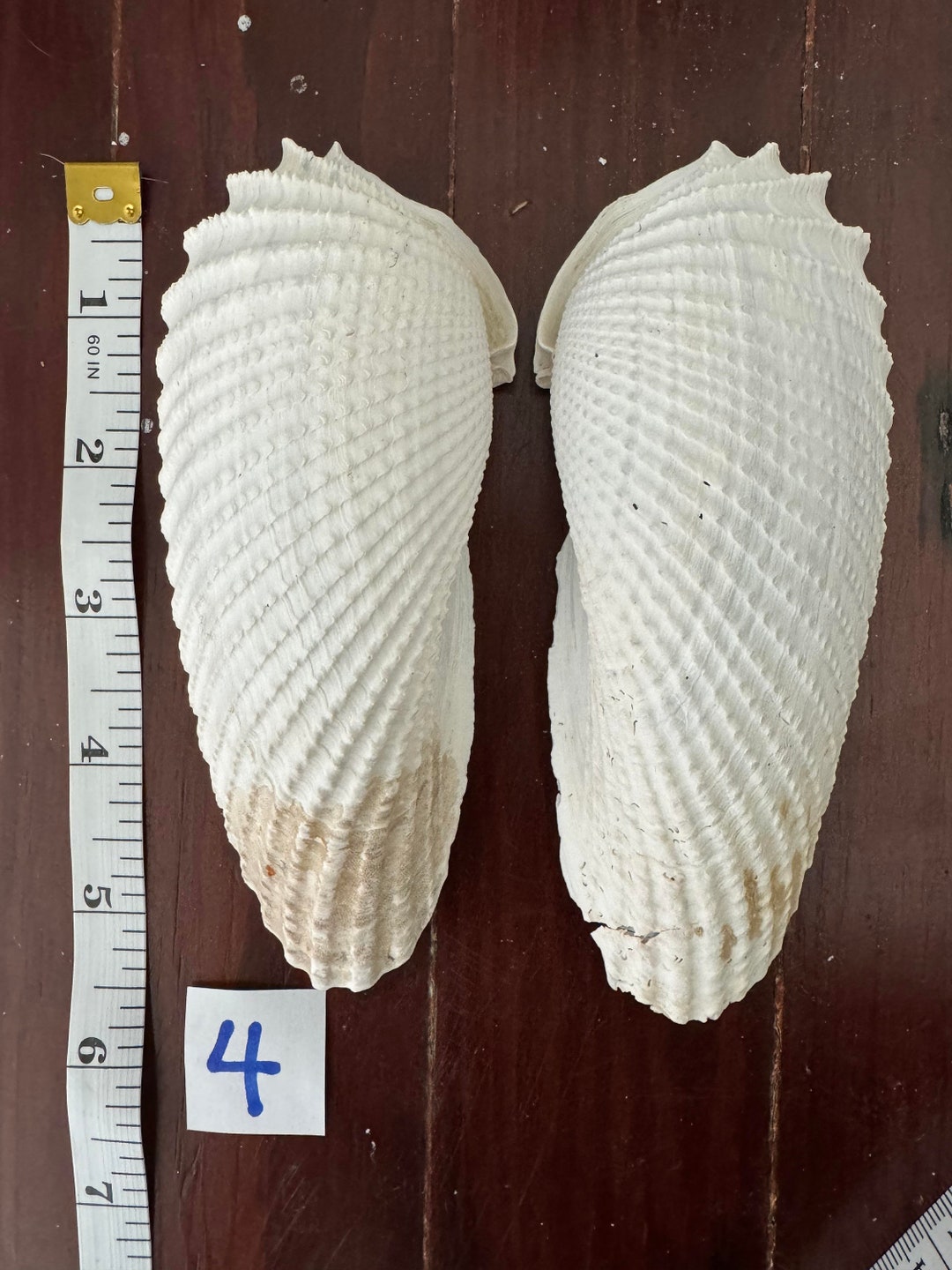 RARE Angel Wing Seashells Pair - Etsy