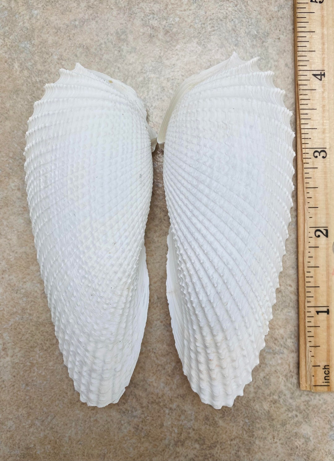 RARE Angel Wing Seashells Pair - Etsy