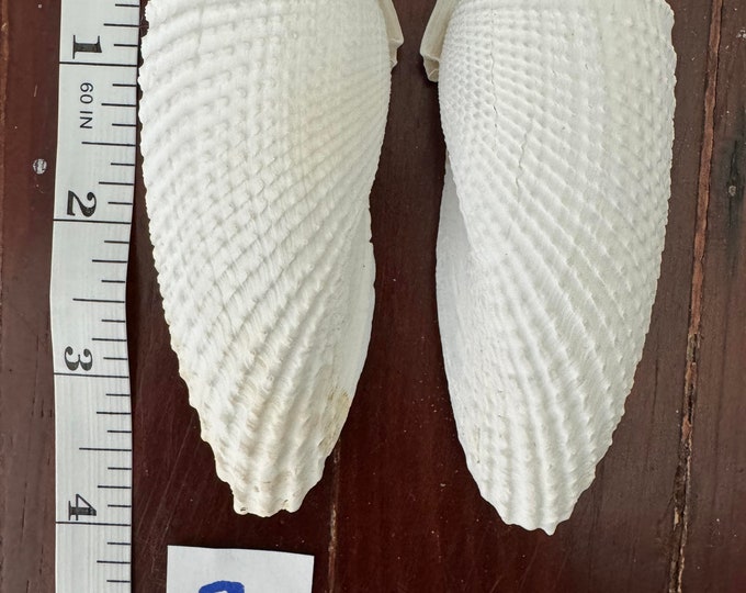 RARE Angel Wing Seashells Pair - Etsy