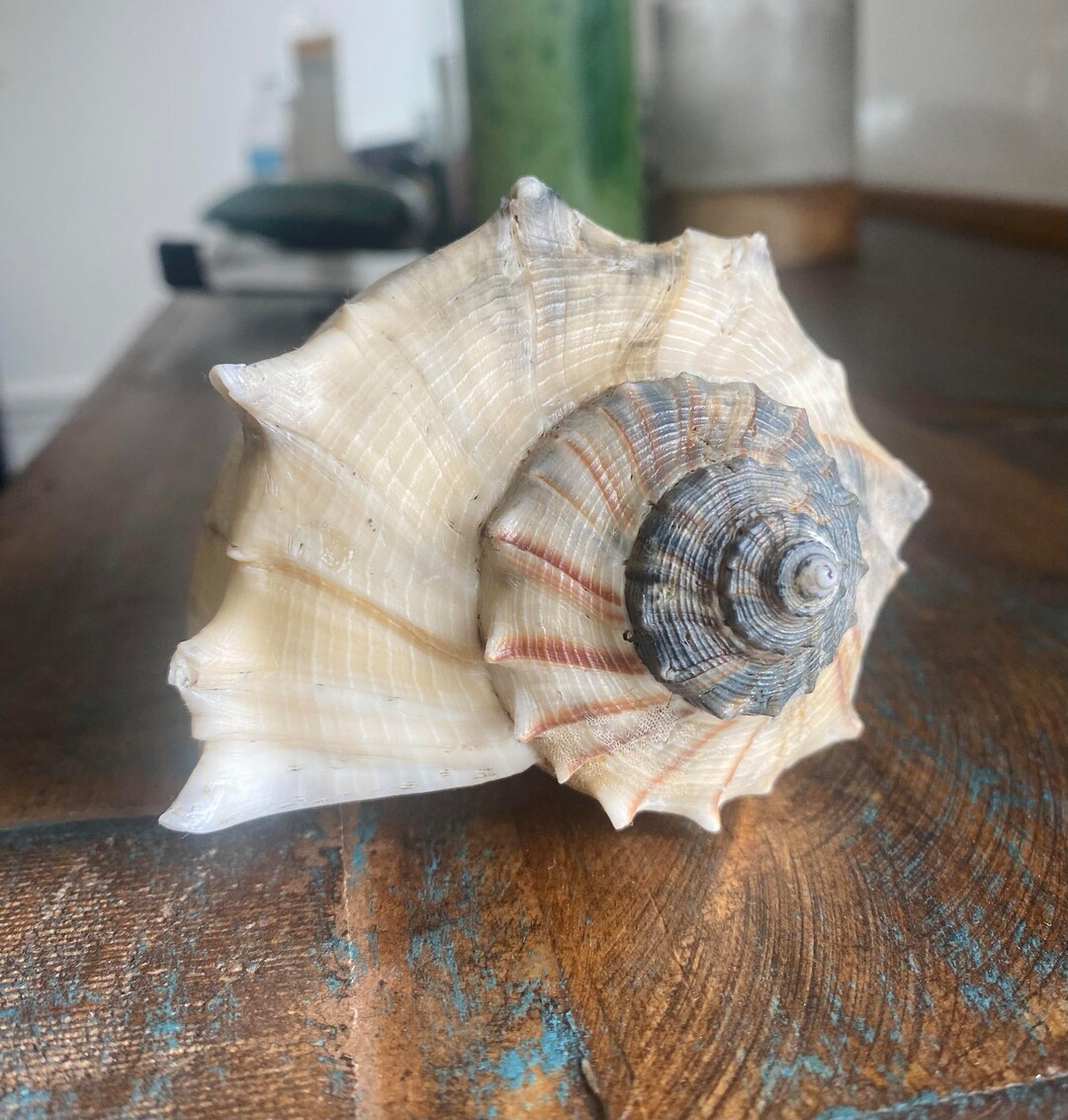Lightning Whelk Conch Seashell - Etsy