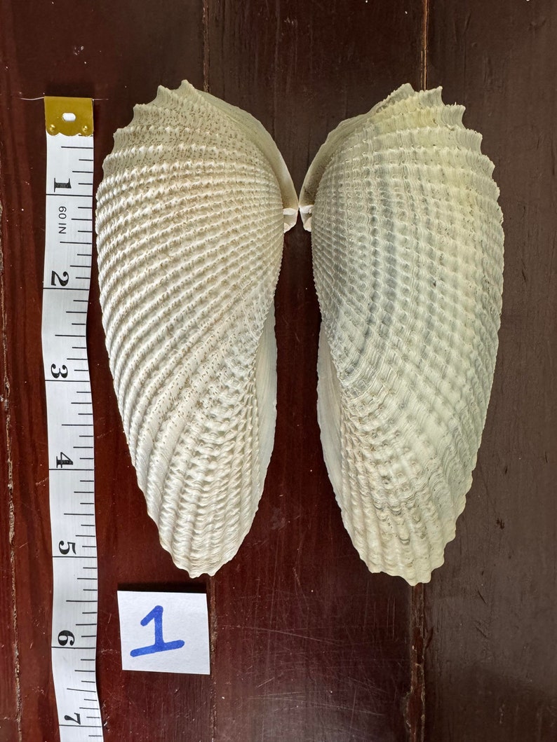 RARE Angel Wing Seashells Pair - Etsy