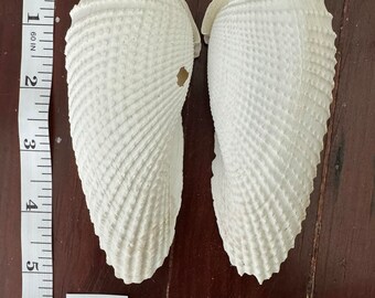RARE Angel Wing Seashells Pair - Etsy
