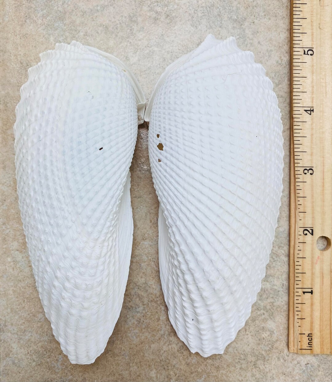 RARE Angel Wing Seashells Pair - Etsy