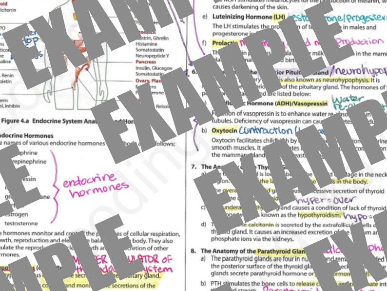 2025 ICD-10-CM Chapter 4 Guideline Notes: Endocrine & Metabolic ...