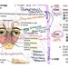 2024 CPT Surgery / Respiratory System Book Notes - Etsy