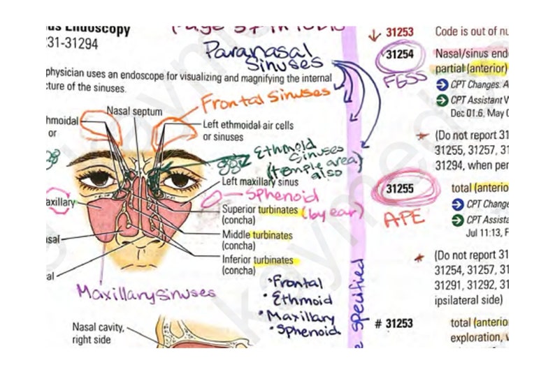 2024 CPT Surgery / Respiratory System Book Notes - Etsy
