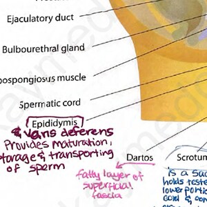 2024 ICD-10-CM Genitourinary System Including Male Reproductive System ...