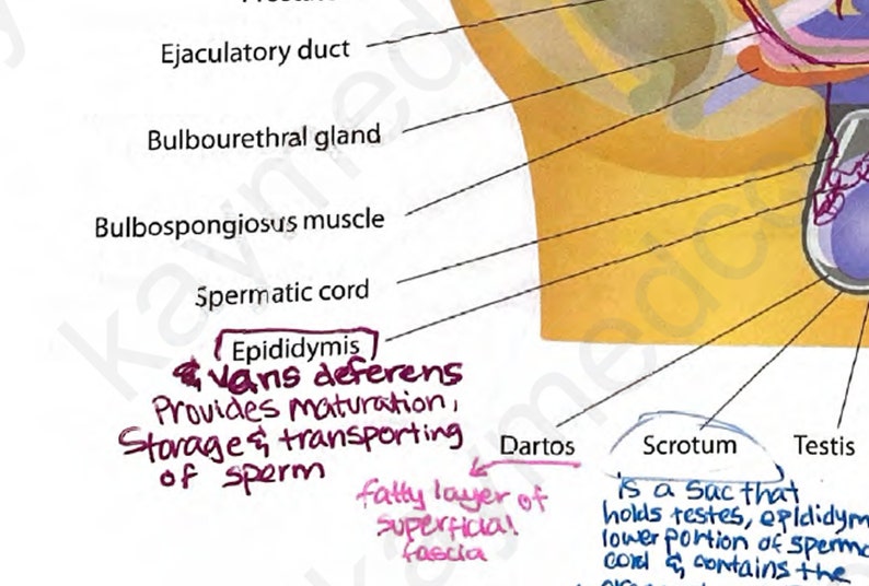 2024 ICD-10-CM Genitourinary System Including Male Reproductive System ...