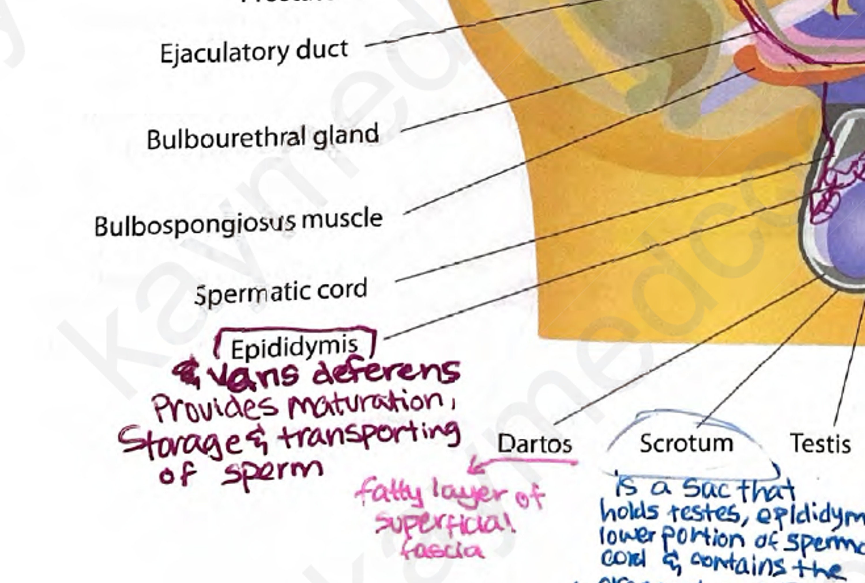 2024 ICD-10-CM Genitourinary System Including Male Reproductive System ...