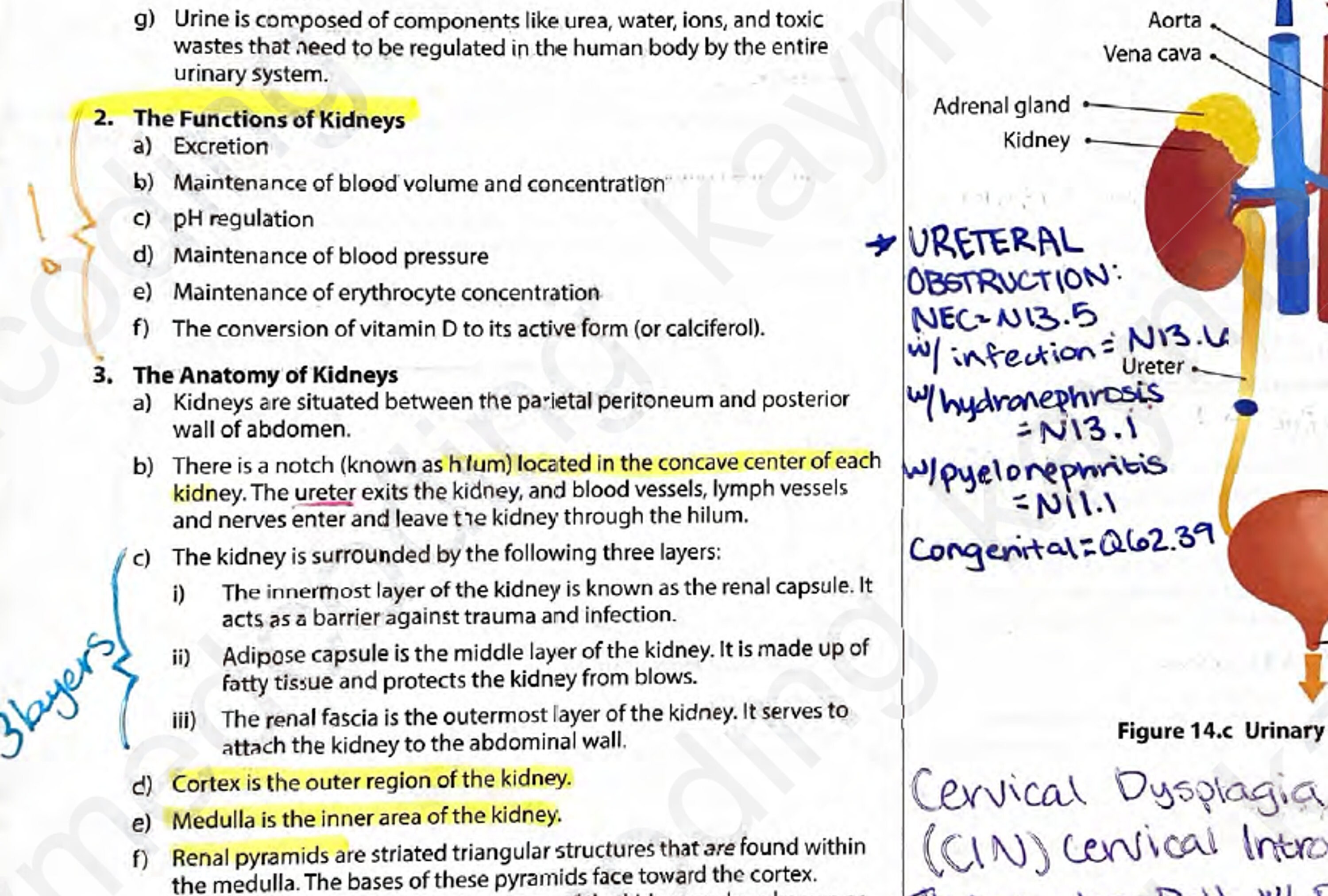 2024 ICD-10-CM Genitourinary System Including Male Reproductive System ...