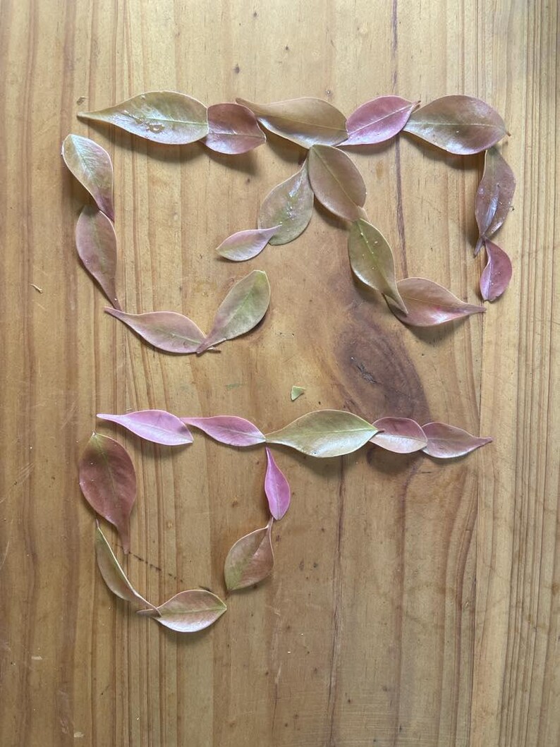 Natural Alphabet Classroom Display - Etsy