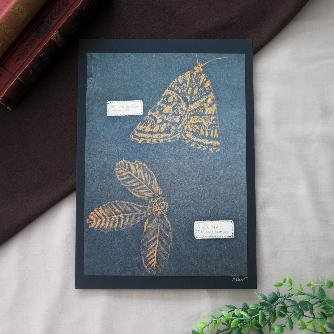 Mother Shipton Moth A4 Print - Etsy