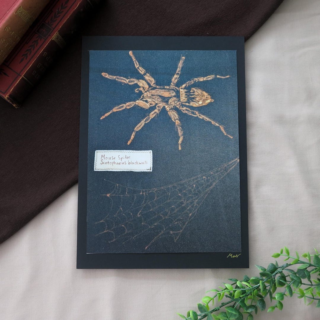 Mouse Spider A4 Print - Etsy