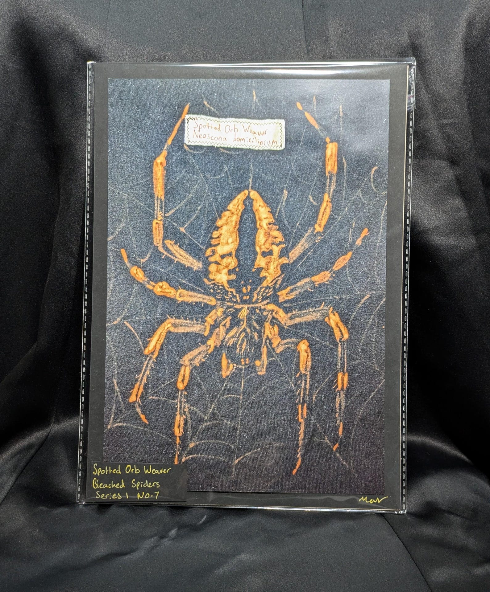 Spotted Orb Weaver Spider A4 Print - Etsy