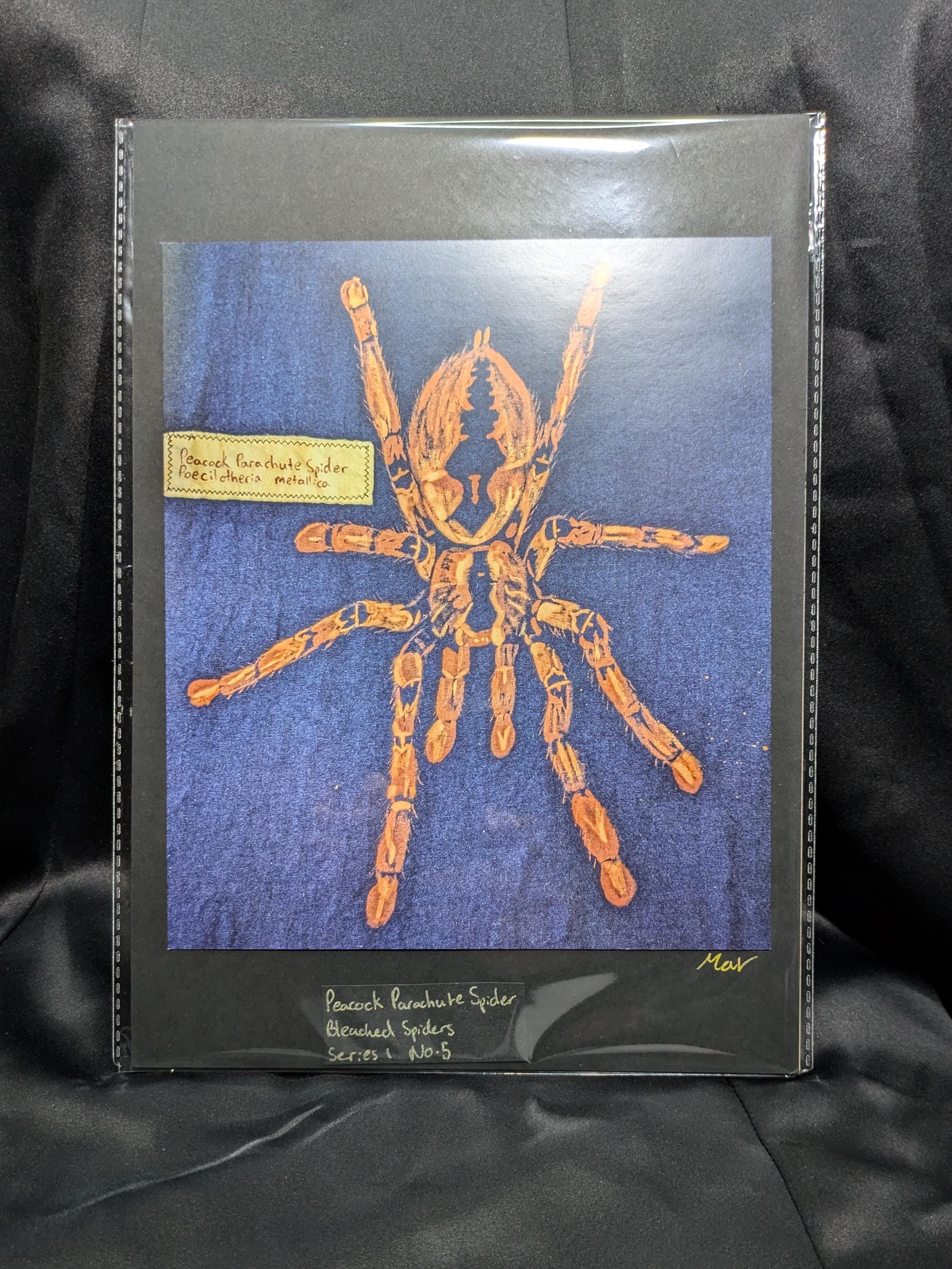 Peacock Parachute Spider A4 Print - Etsy