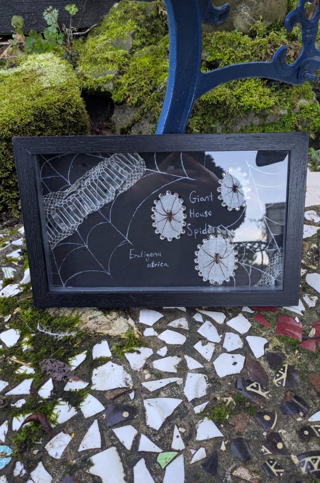 Giant House Spiders, Critter Memorial - Etsy Australia