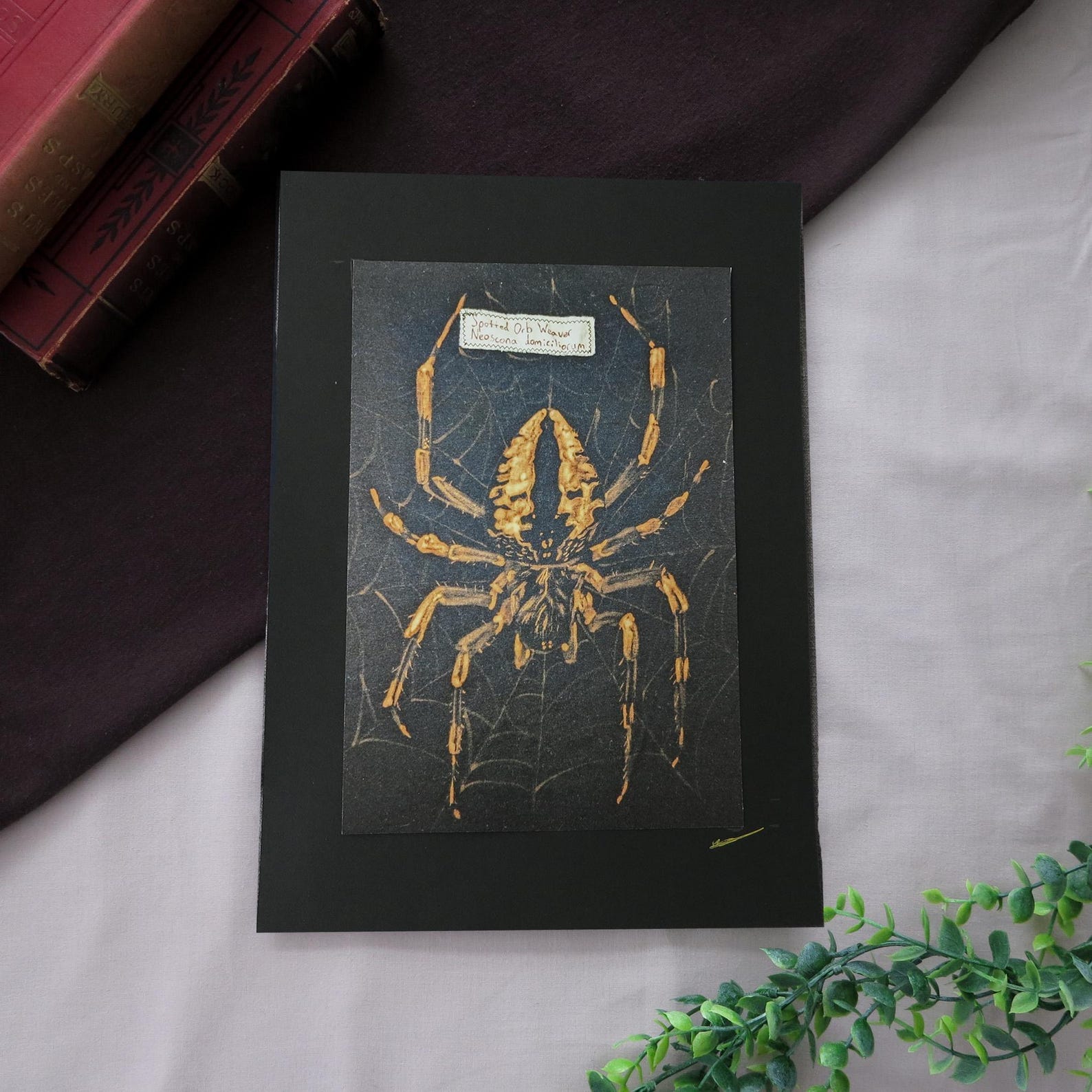 Spotted Orb Weaver Spider A4 Print - Etsy