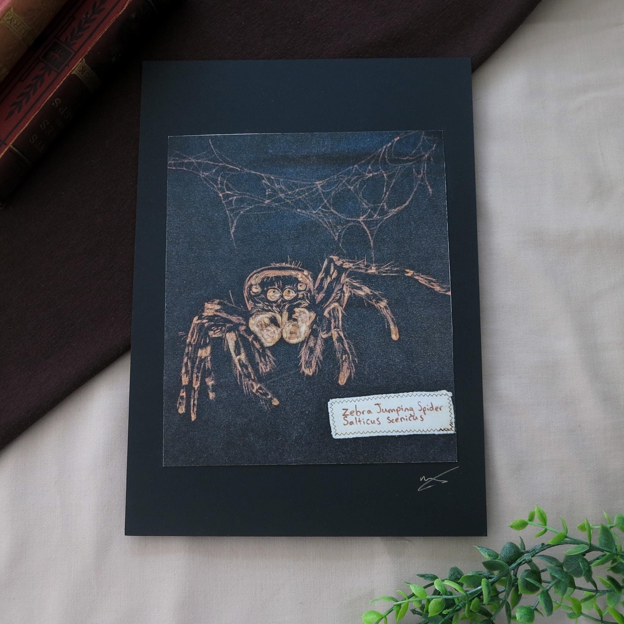 Zebra Jumping Spider A4 Print - Etsy