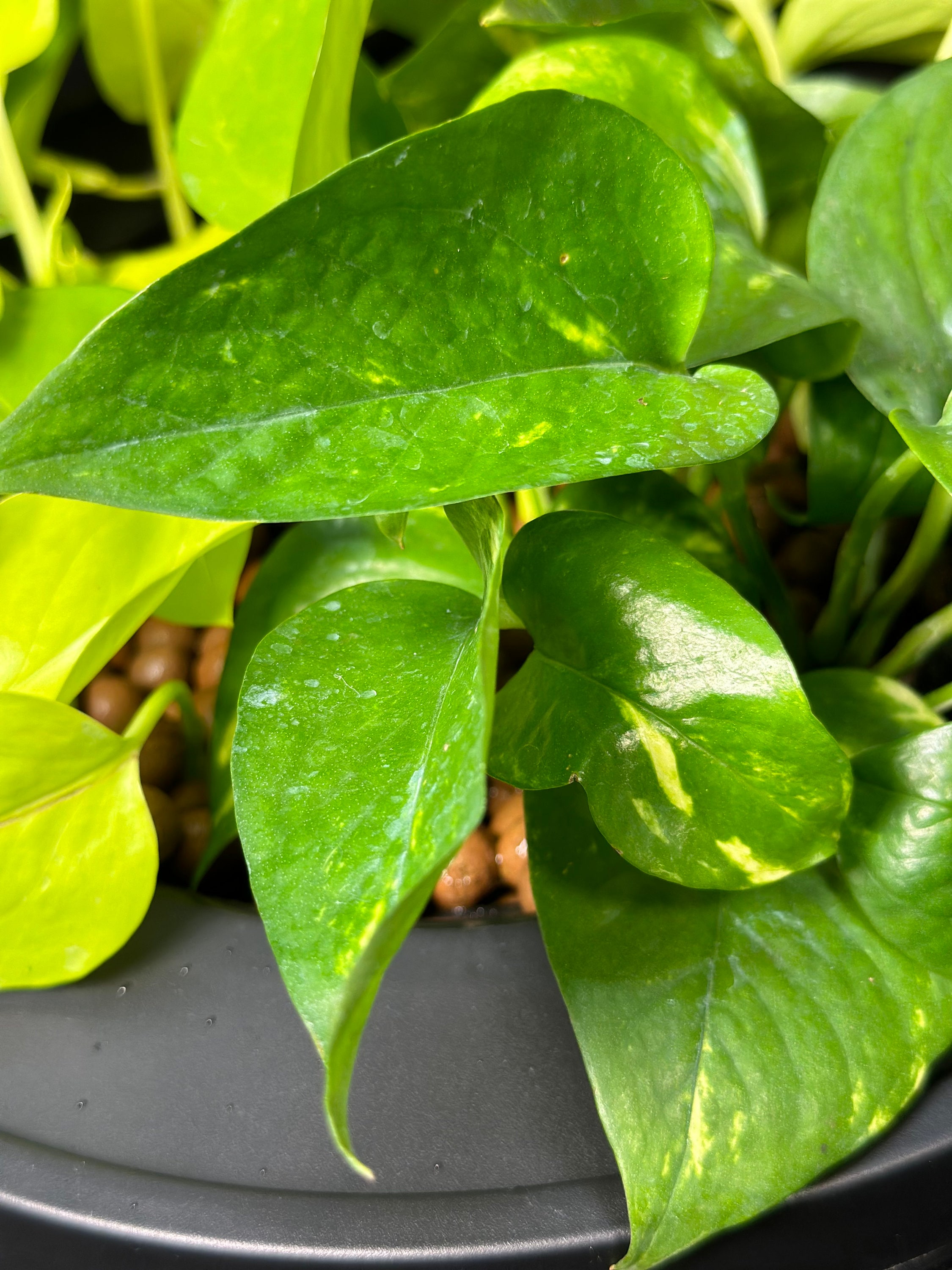 Giant Hawaiian Pothos Cutting - Etsy