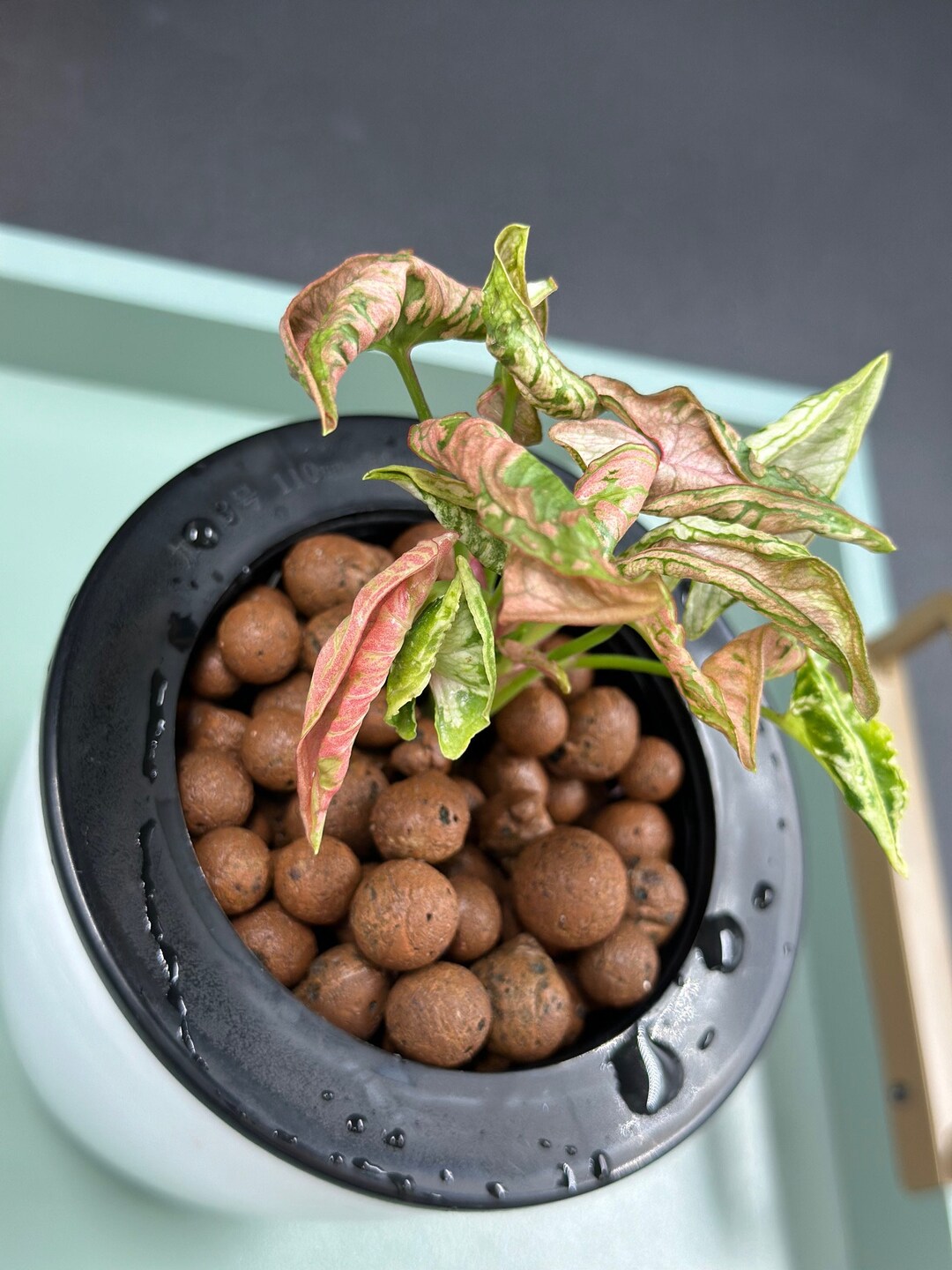 Syngonium Pink Rolly Etsy