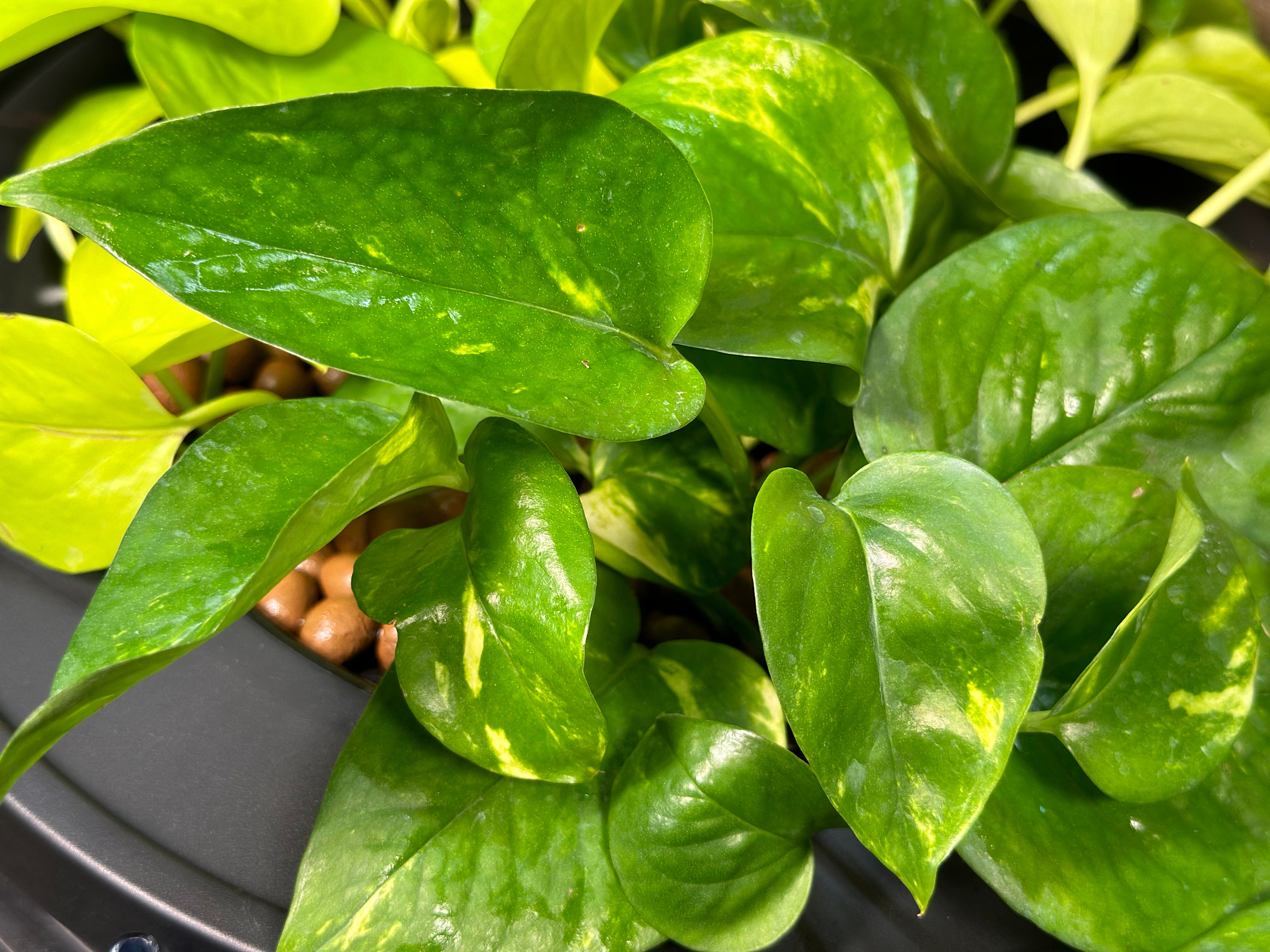 Giant Hawaiian Pothos Cutting - Etsy