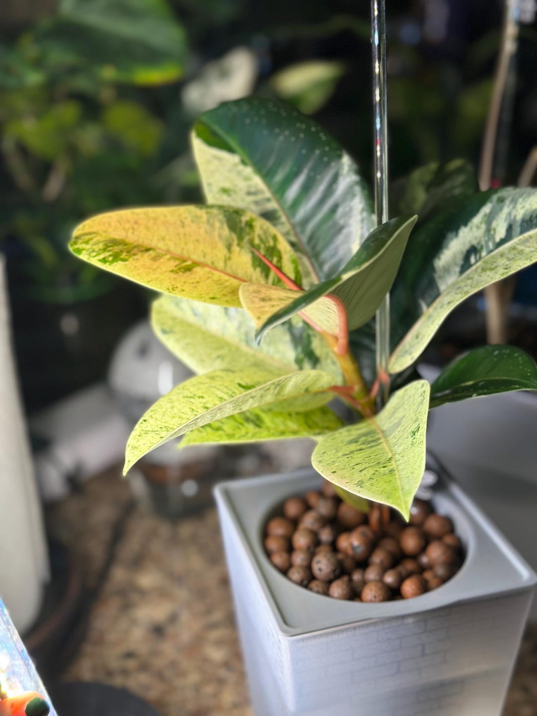 Moonshine Ficus • Stunning Variegation - Etsy