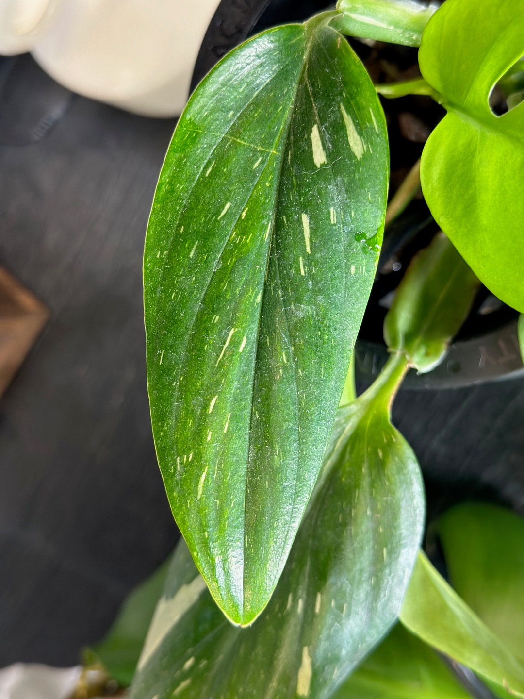 Monstera Standleyana Albo (small Plant) - Etsy