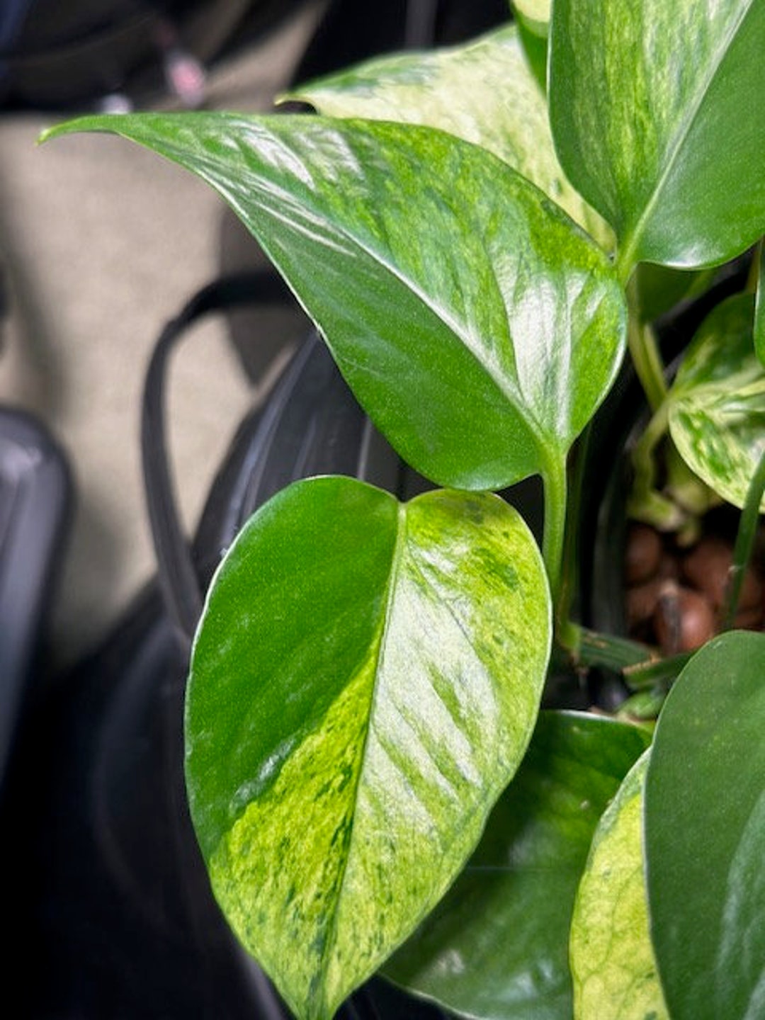 Jessenia Pothos Rooted Cutting - Etsy