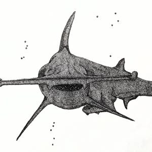 Original Stippled Hammerhead Shark Drawing - Etsy