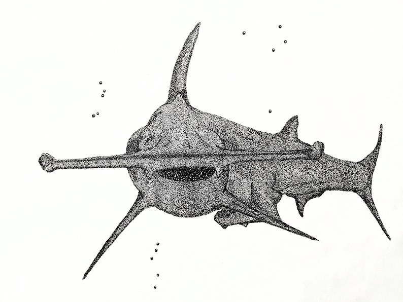 Original Stippled Hammerhead Shark Drawing - Etsy