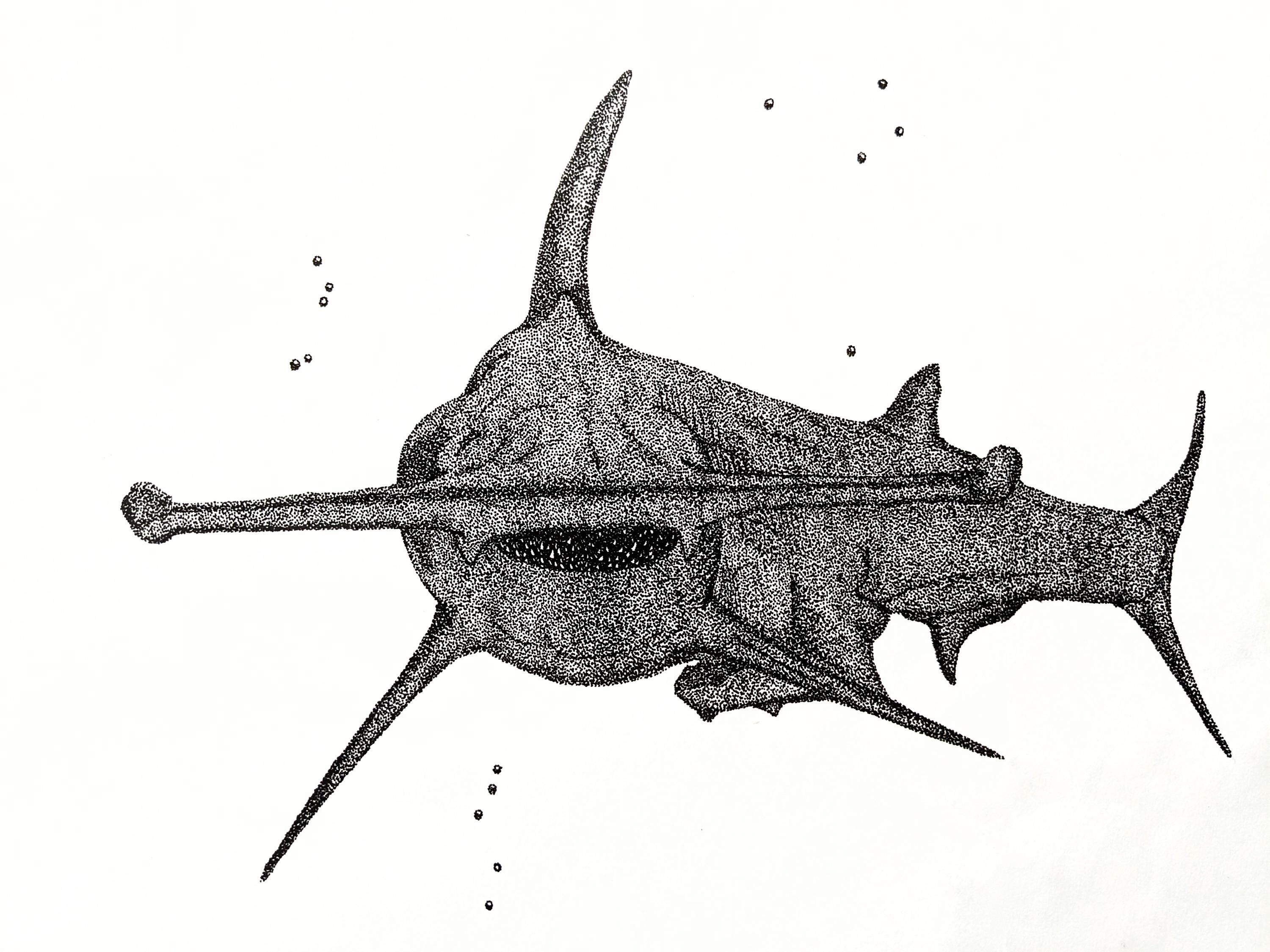 Original Stippled Hammerhead Shark Drawing - Etsy