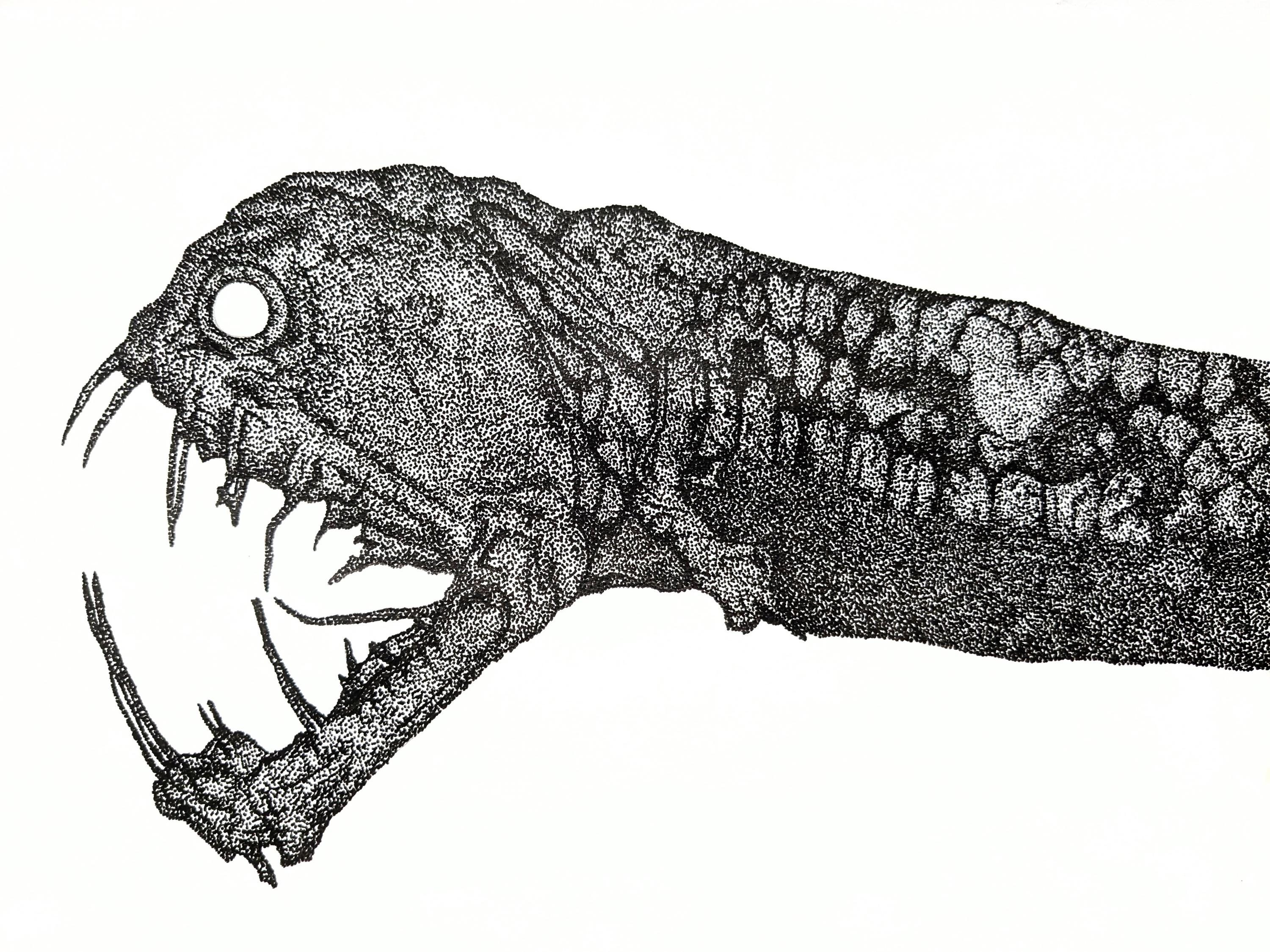 Original Stippled Viperfish Drawing - Etsy