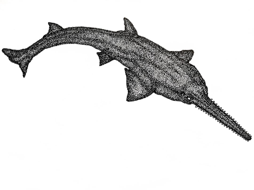 Original Stippled Sawfish Drawing - Etsy