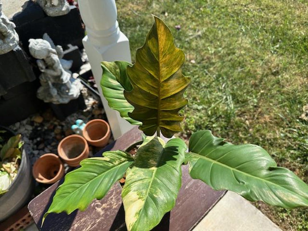 Philodendron Caramel Marble Variegated - Exact Live Philodendron ...