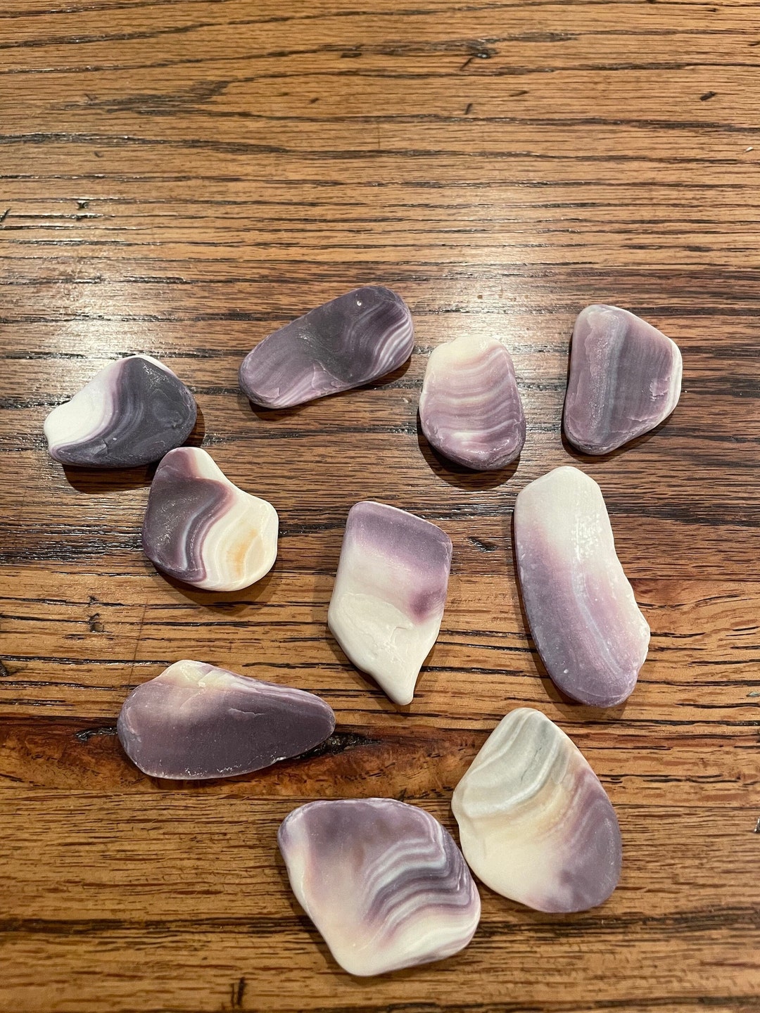 Wampum Shells Natural Genuine Purple Large Size Lot of 10 Quahog Indian ...