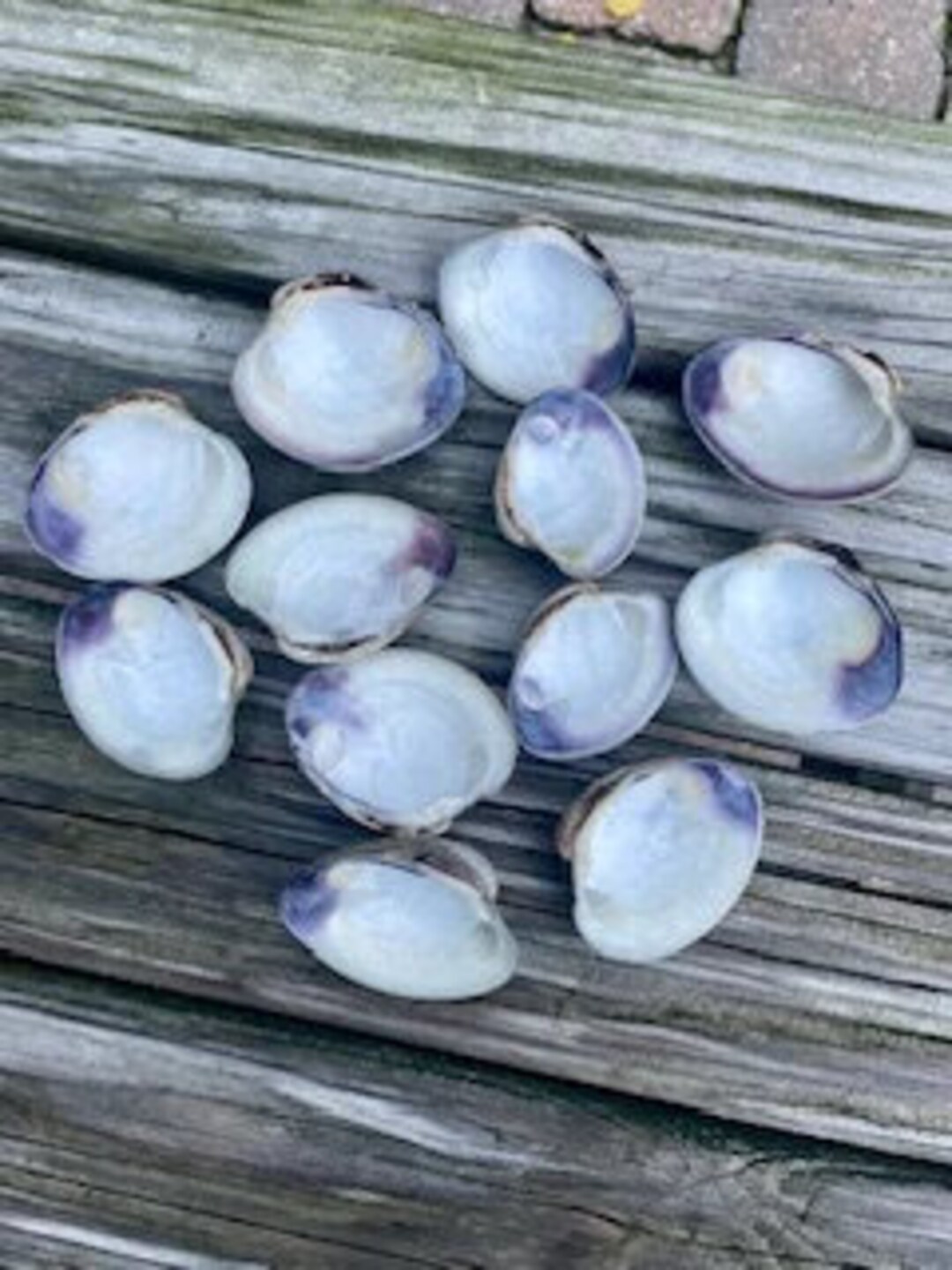 Clam Shell Lot of 4 Wampum Purple Half Clam Shell Beach Decor DIY Clam ...