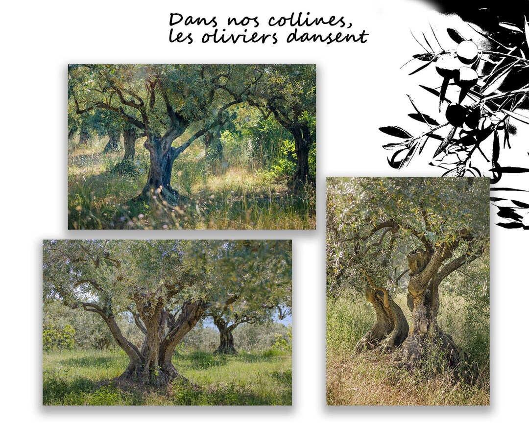 Three Posters, the Olive Trees Dance - Etsy