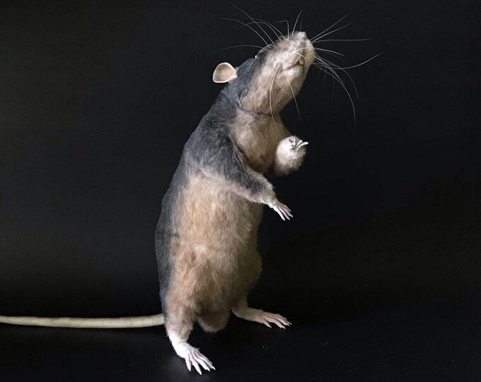 Rat. A Big Rat. A Realistic Faux Fur Toy. the Rat is Grey. A Realistic ...
