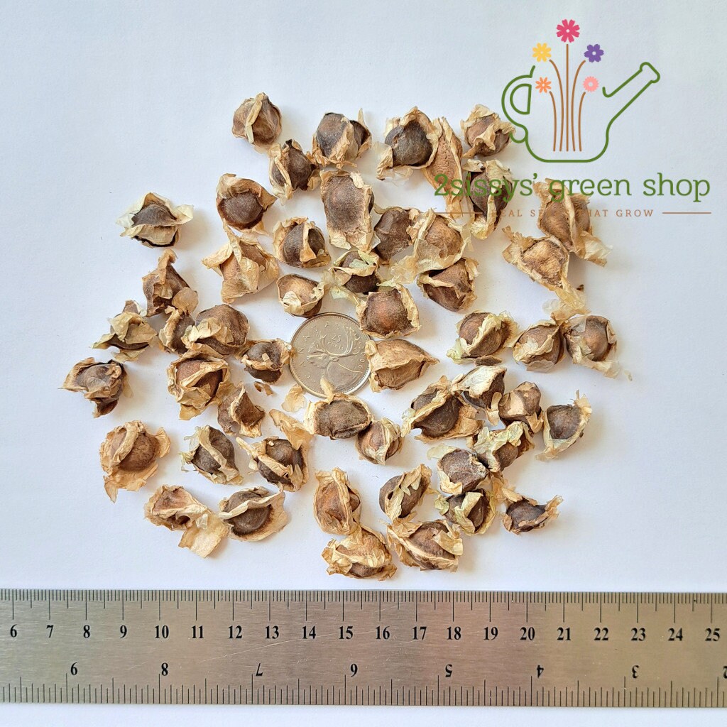 10 Seeds Moringa (moringa Oleifera) / Malungay NON GMO - Etsy Canada