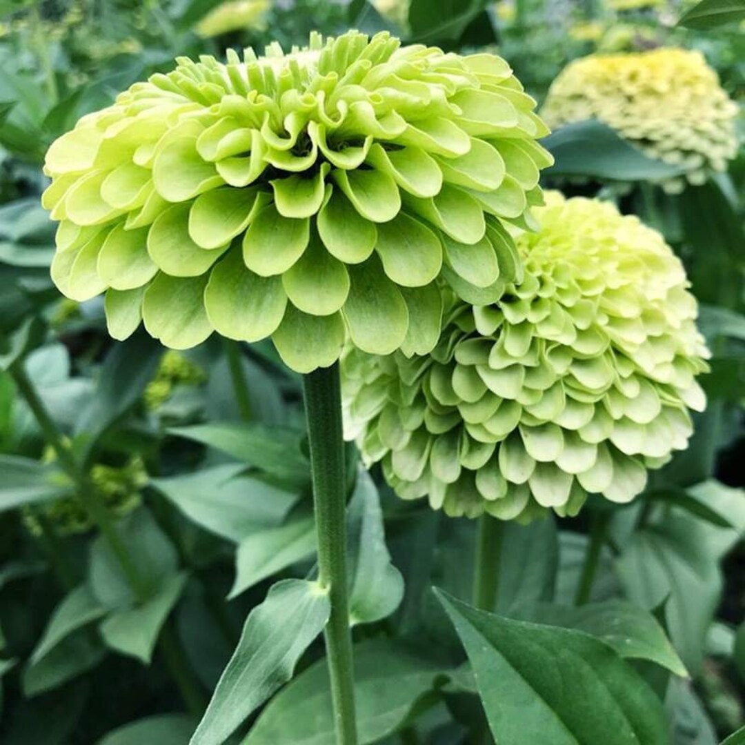 50+ Seeds Green Zinnia NON GMO Zinnia Elegans Flower Seeds - Etsy Canada