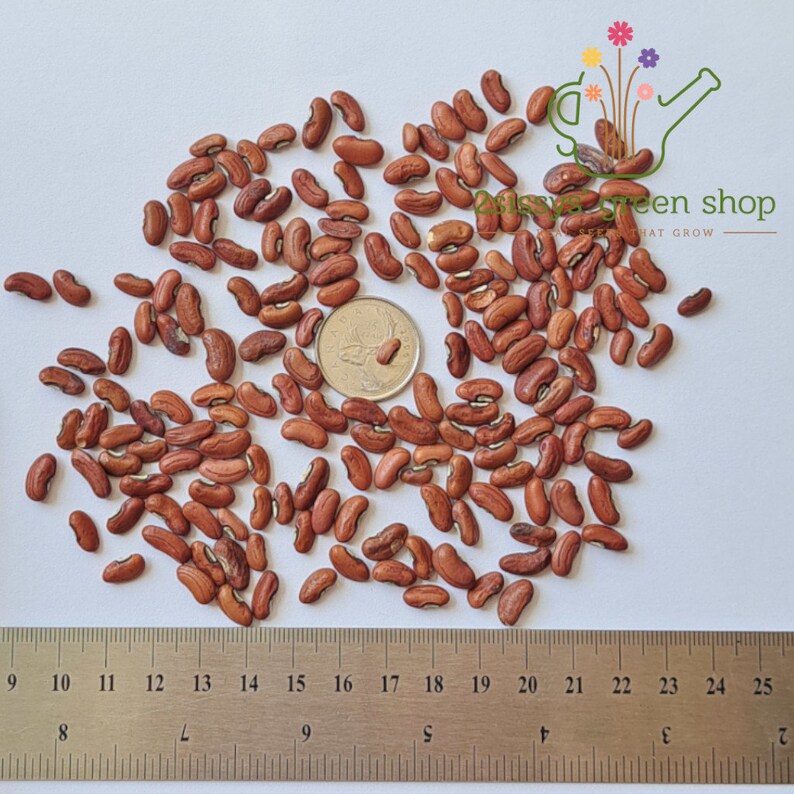 20 Seeds String Beans / Sitaw / Long Bean Seeds / Yard Long Bean NON ...