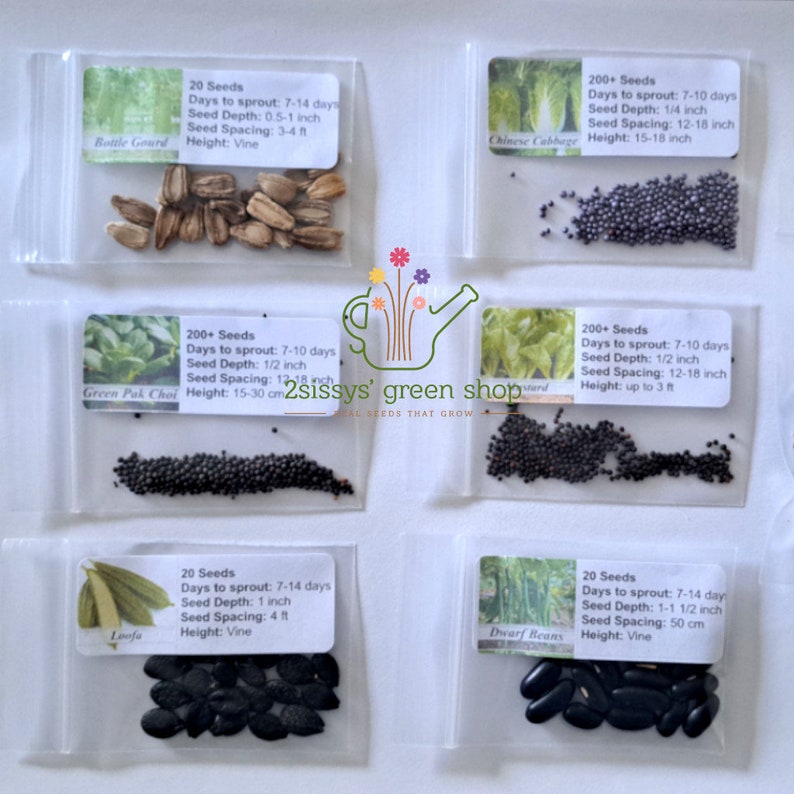 10 Seeds Moringa (moringa Oleifera) / Malungay NON GMO - Etsy Canada