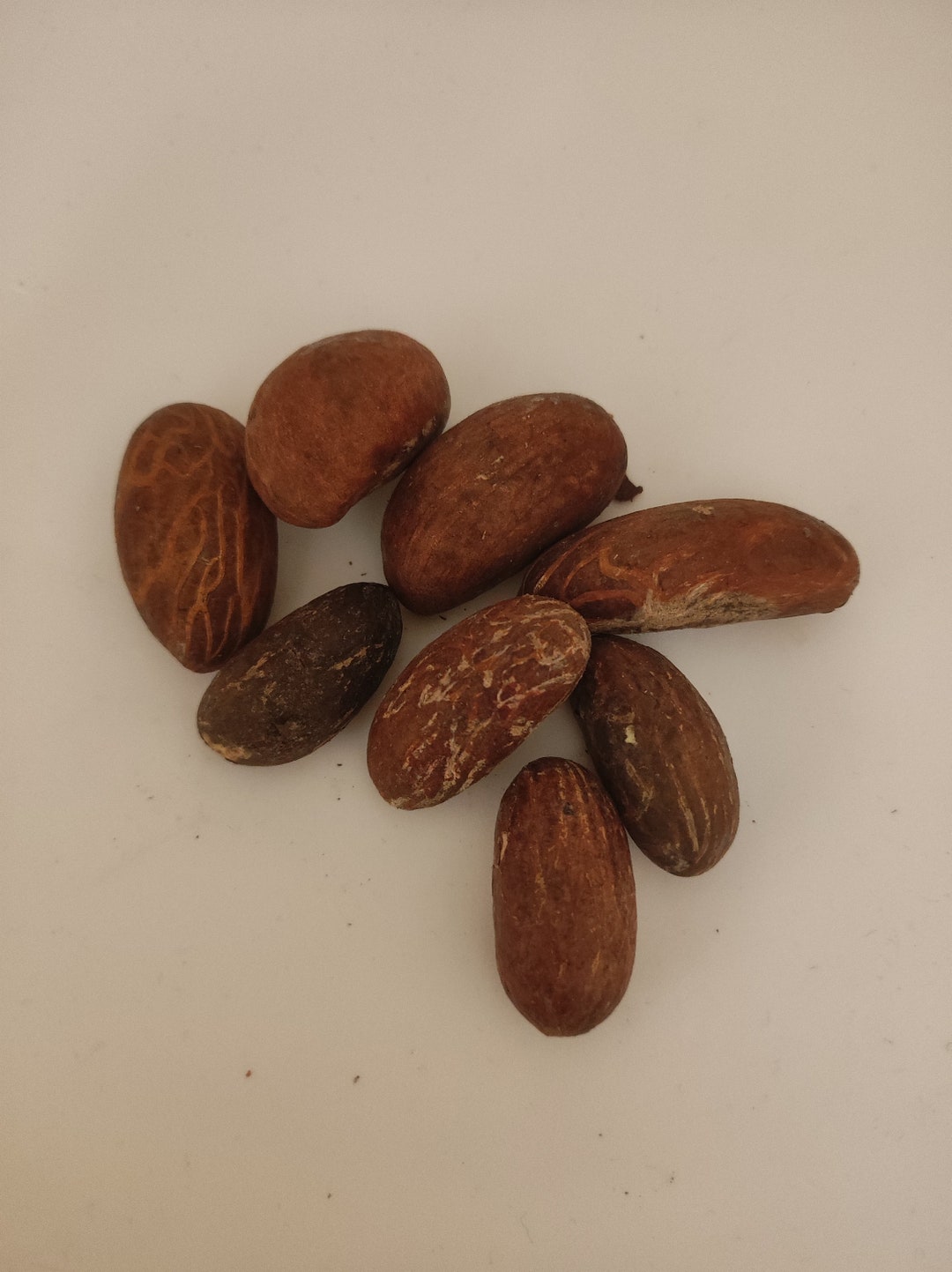 Small Cola, Kola 8 Piece of Organic Bitter Koka to Chew - Etsy